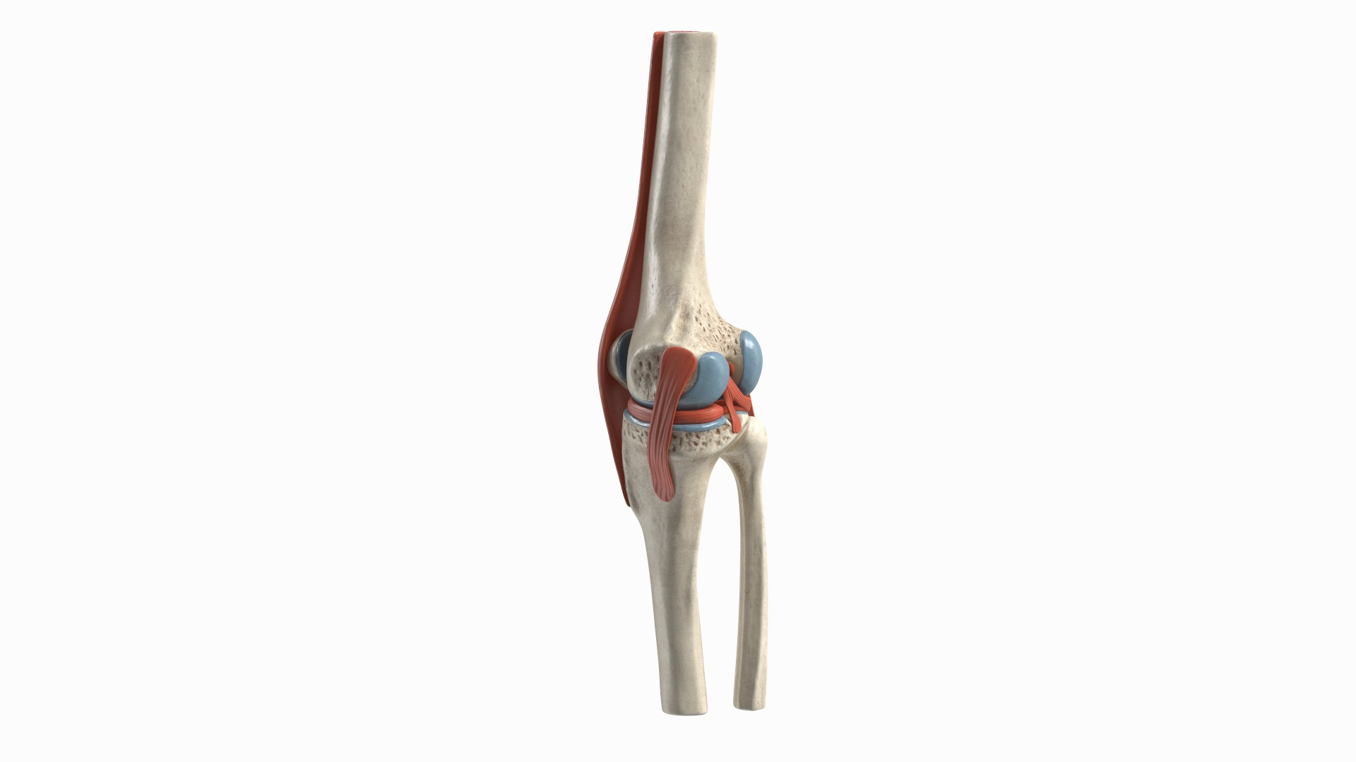 3D Knee Joint Model Rigged - TurboSquid 2248564