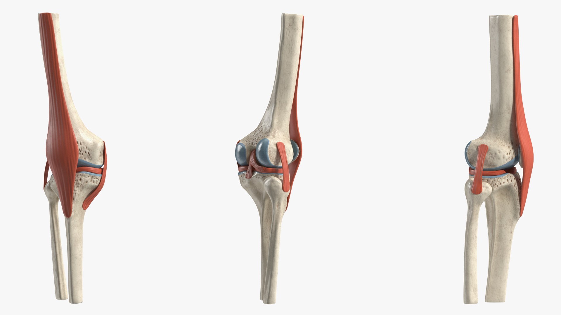 3D Knee Joint Model Rigged - TurboSquid 2248564
