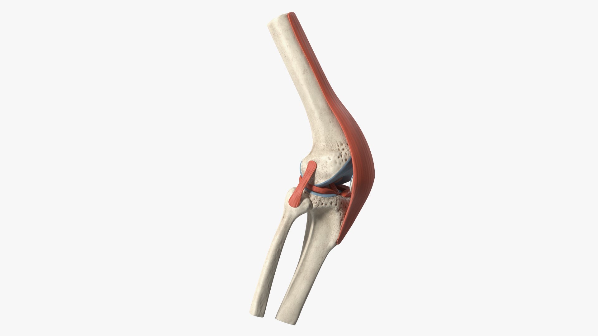 3D Knee Joint Model Rigged - TurboSquid 2248564