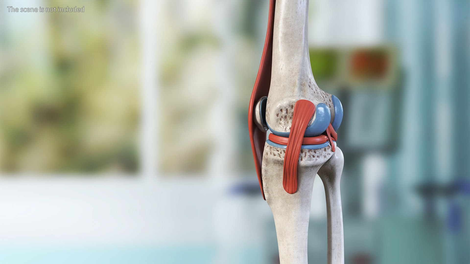3D Knee Joint Model Rigged - TurboSquid 2248564