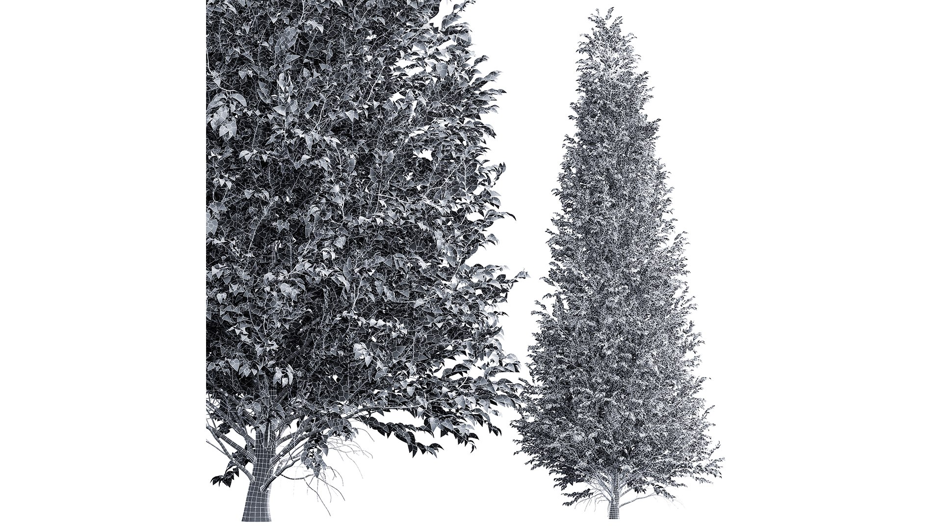 3D New Tree High Detail Carpinus Betulus Tall Model - TurboSquid 2242152