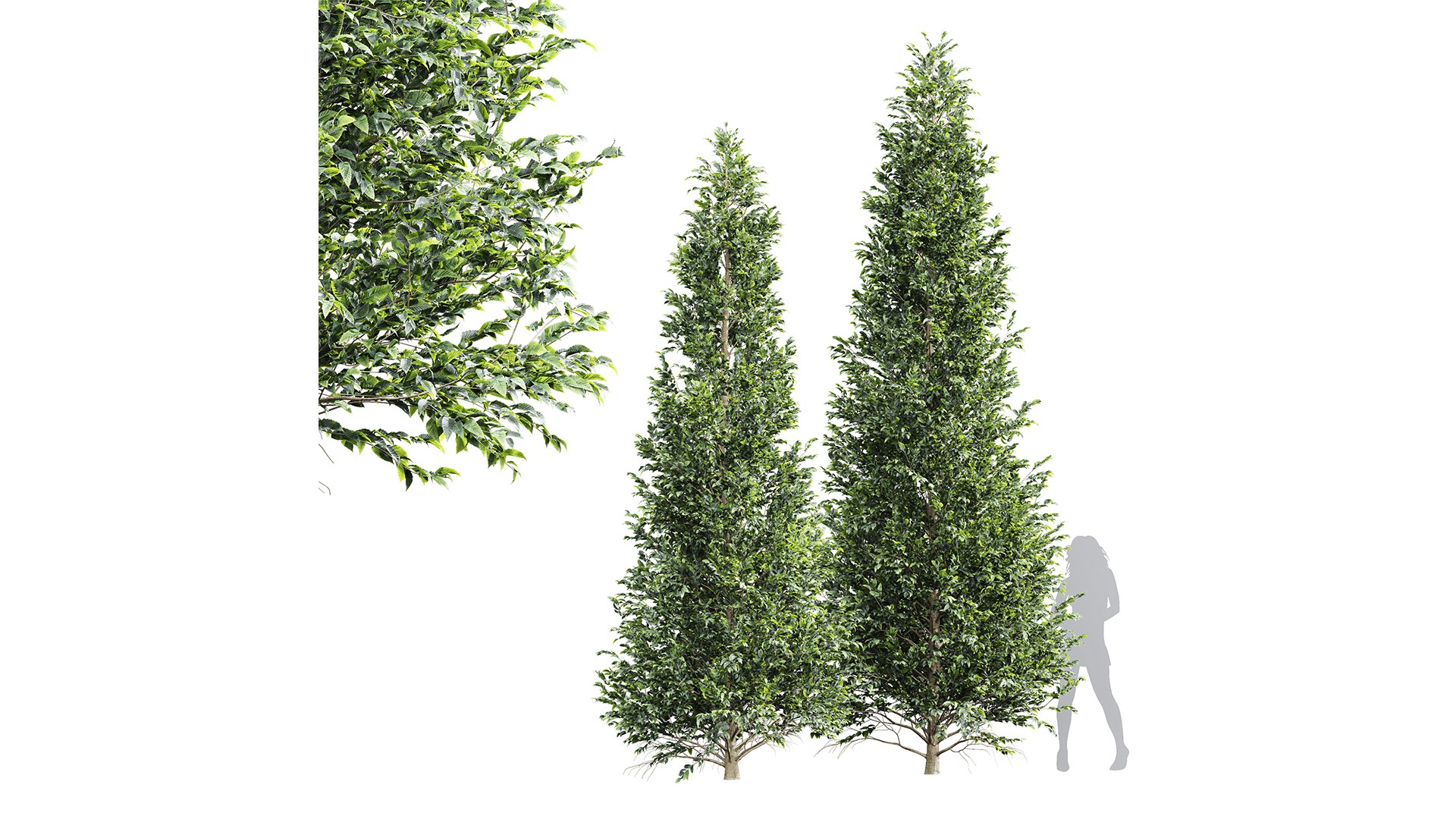 3D New Tree High Detail Carpinus Betulus Tall Model - TurboSquid 2242152