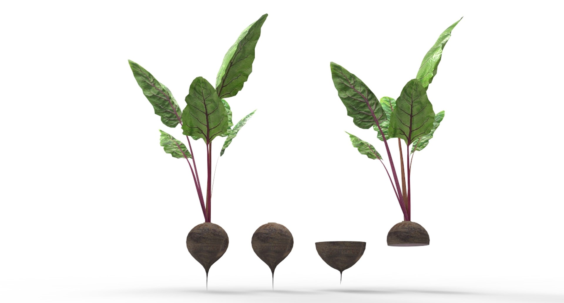 3D Beet Root Beetroot - TurboSquid 1544799