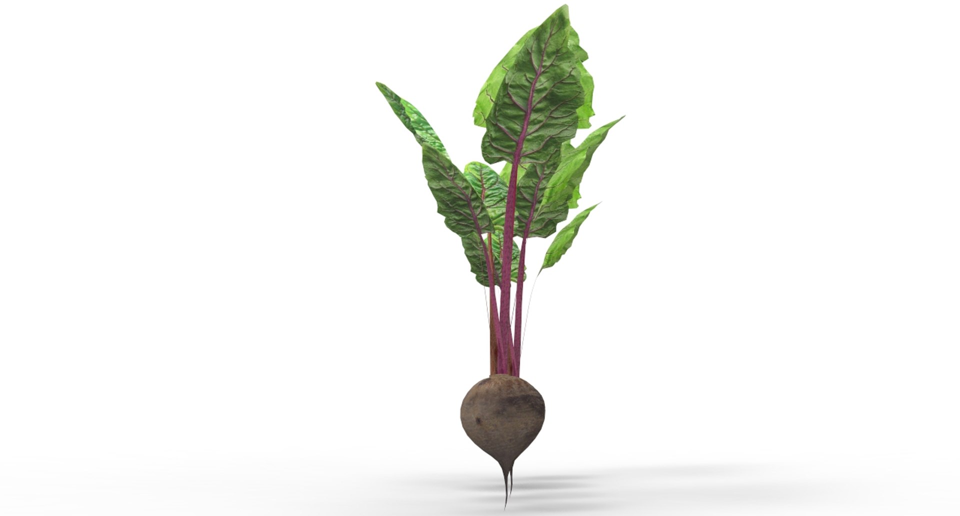 3D Beet Root Beetroot - TurboSquid 1544799