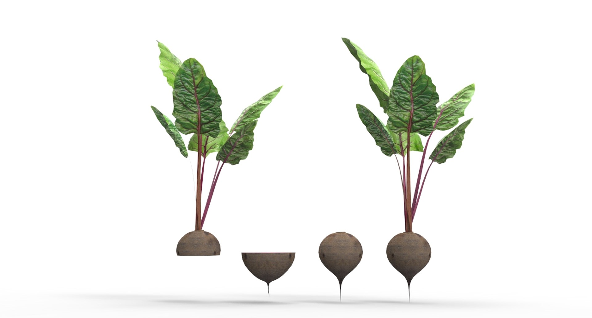 3D Beet Root Beetroot - TurboSquid 1544799