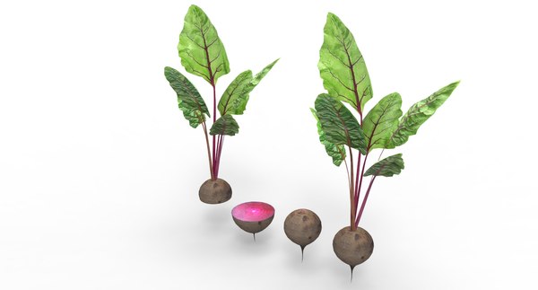 3D beet root beetroot - TurboSquid 1544799