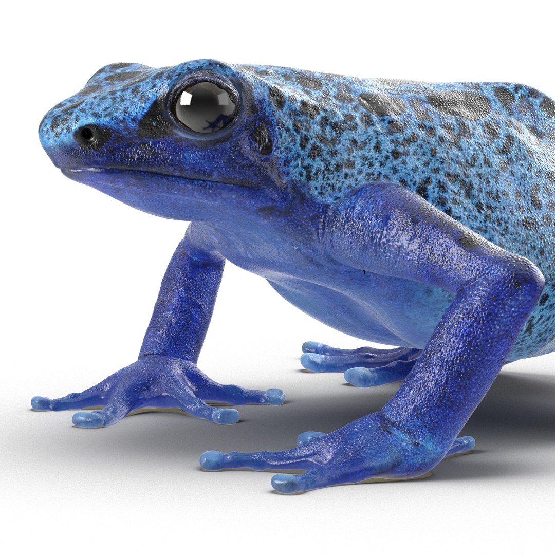 Poison Dart Frog 3ds