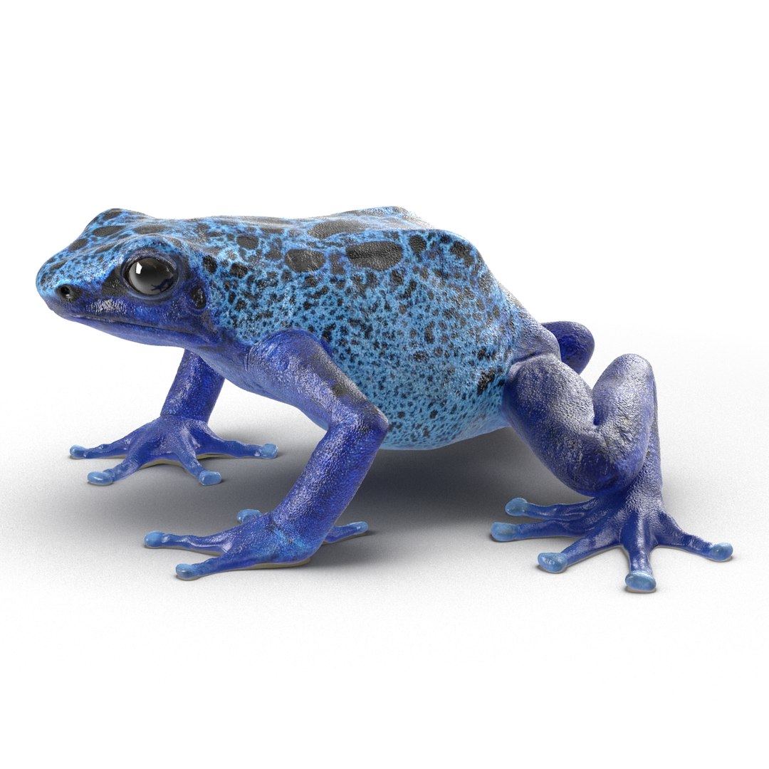 Poison Dart Frog 3ds