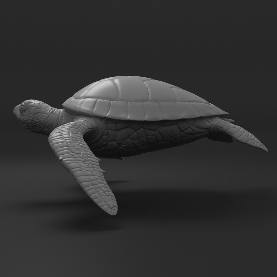3D Turtle green sea - TurboSquid 1931220