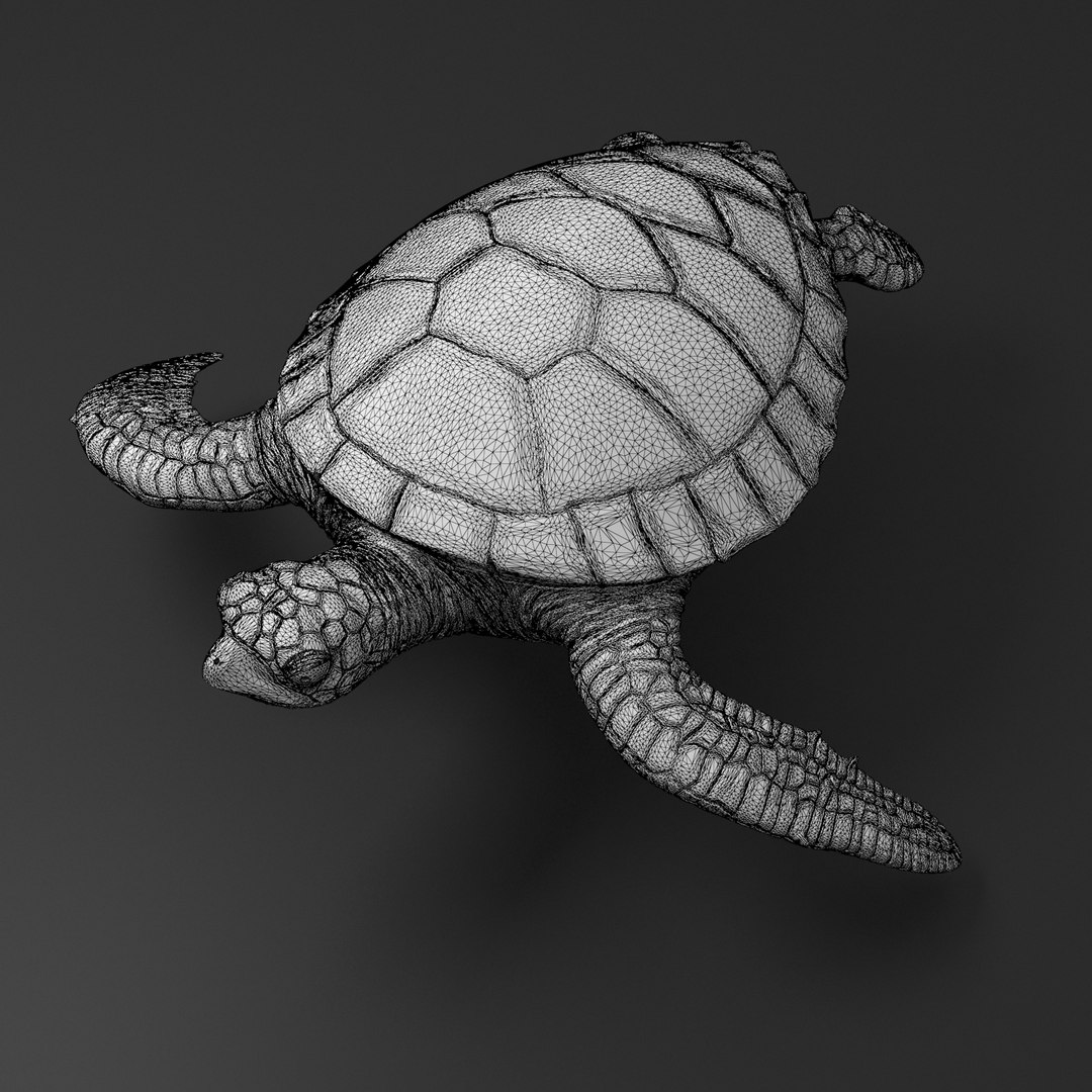3D Turtle green sea - TurboSquid 1931220