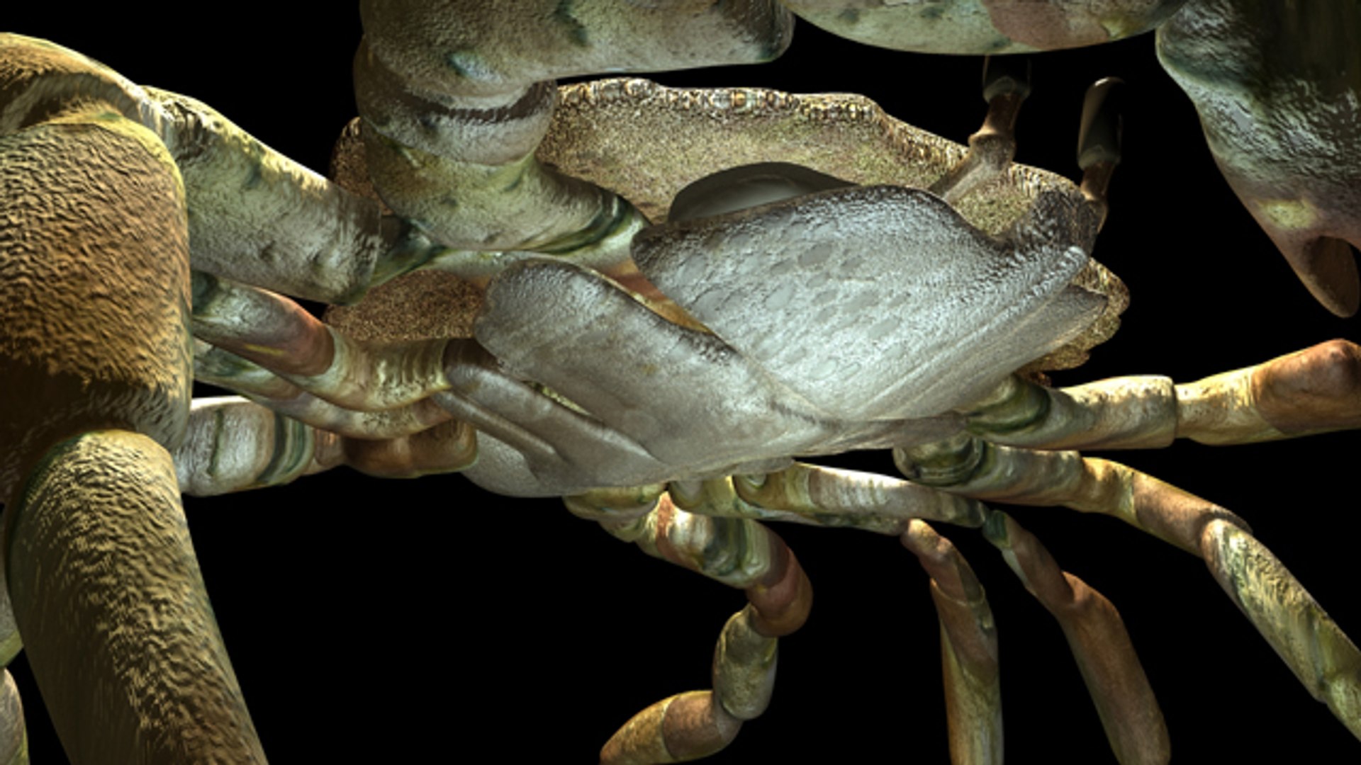 3d crab shell