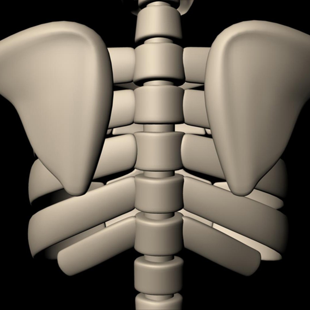 cartoon skeleton skelly rig 3d model