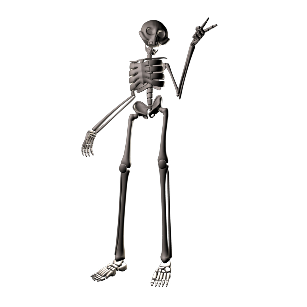 cartoon skeleton skelly rig 3d model