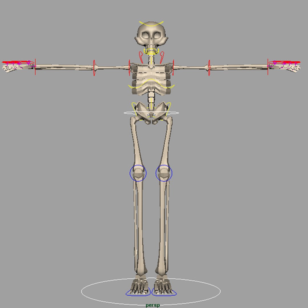 cartoon skeleton skelly rig 3d model