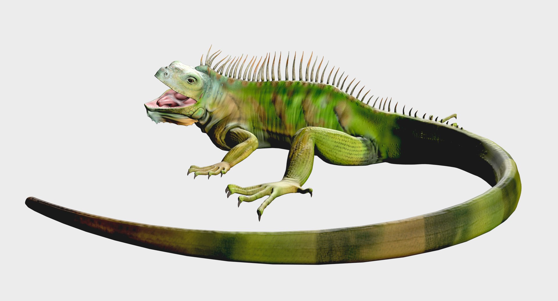 Green Iguana 3D Model - TurboSquid 1236663