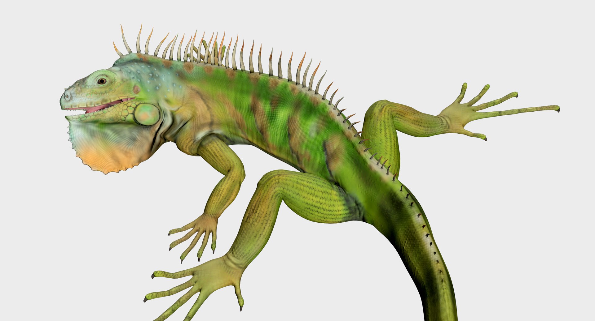 Green Iguana 3D Model - TurboSquid 1236663