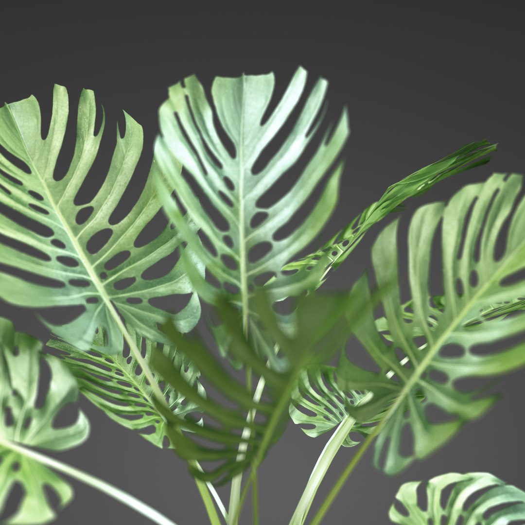 Plant Home 3d C4d