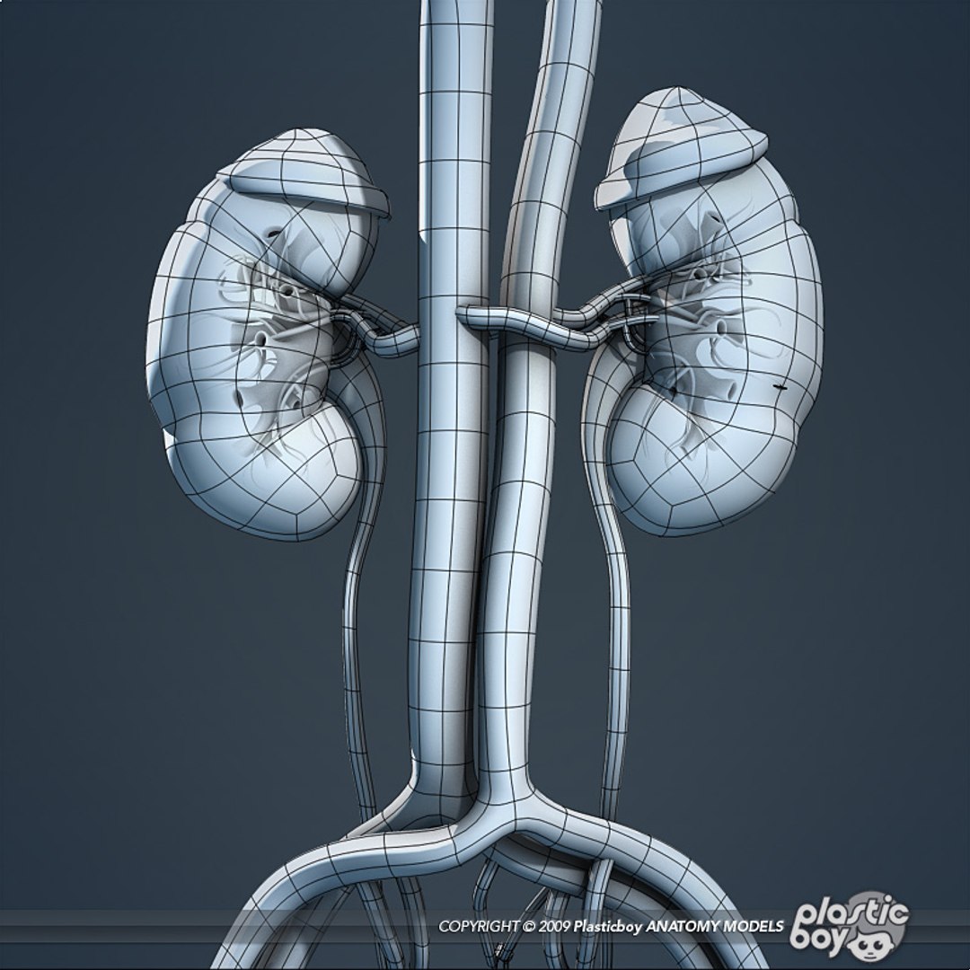 Medically Male Urinary Reproductive 3d Model