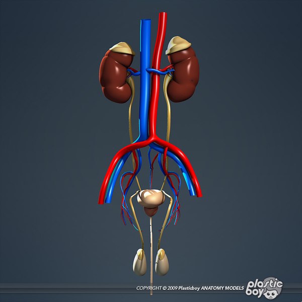 medically male urinary reproductive 3d model