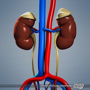 Bladder 3D Models for Download | TurboSquid