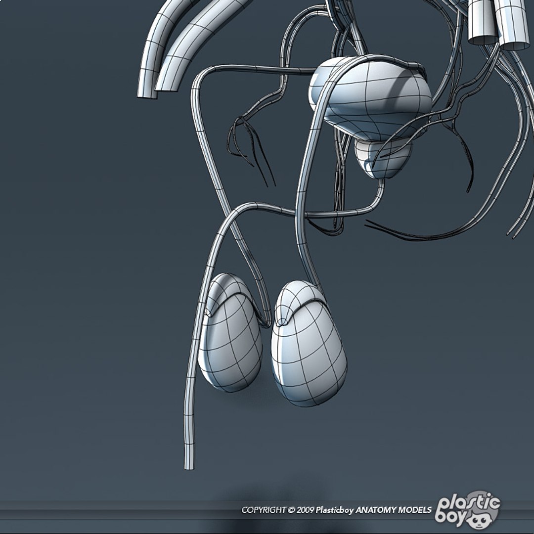 Medically Male Urinary Reproductive 3d Model
