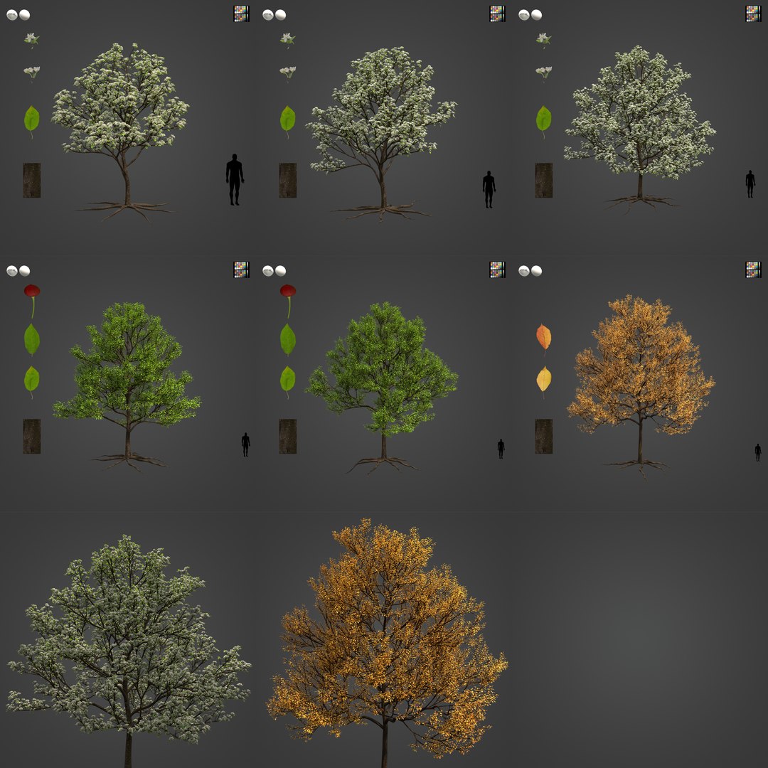 2021 PBR Sweet Cherry Collection - Prunus Avium Model - TurboSquid 1753553