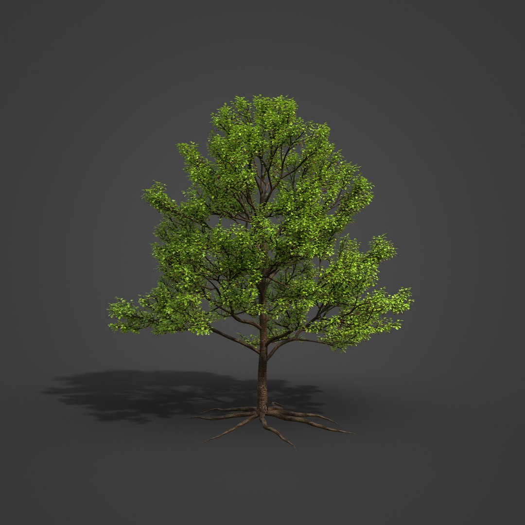 2021 PBR Sweet Cherry Collection - Prunus Avium Model - TurboSquid 1753553