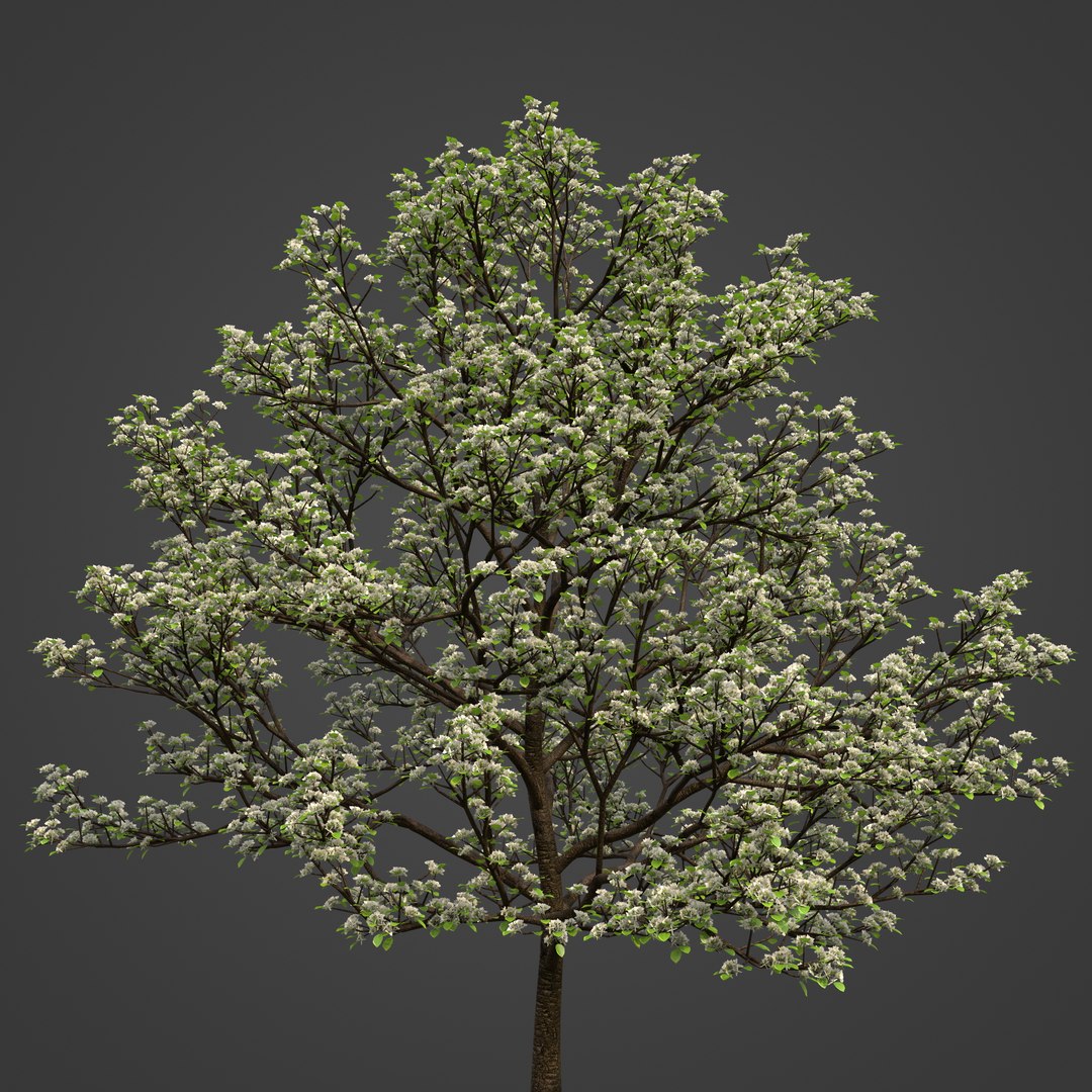 2021 PBR Sweet Cherry Collection - Prunus Avium Model - TurboSquid 1753553