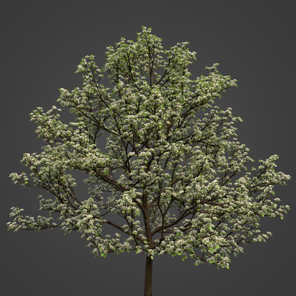 Kirschblütenbaum 3D-Modell - TurboSquid 1189864