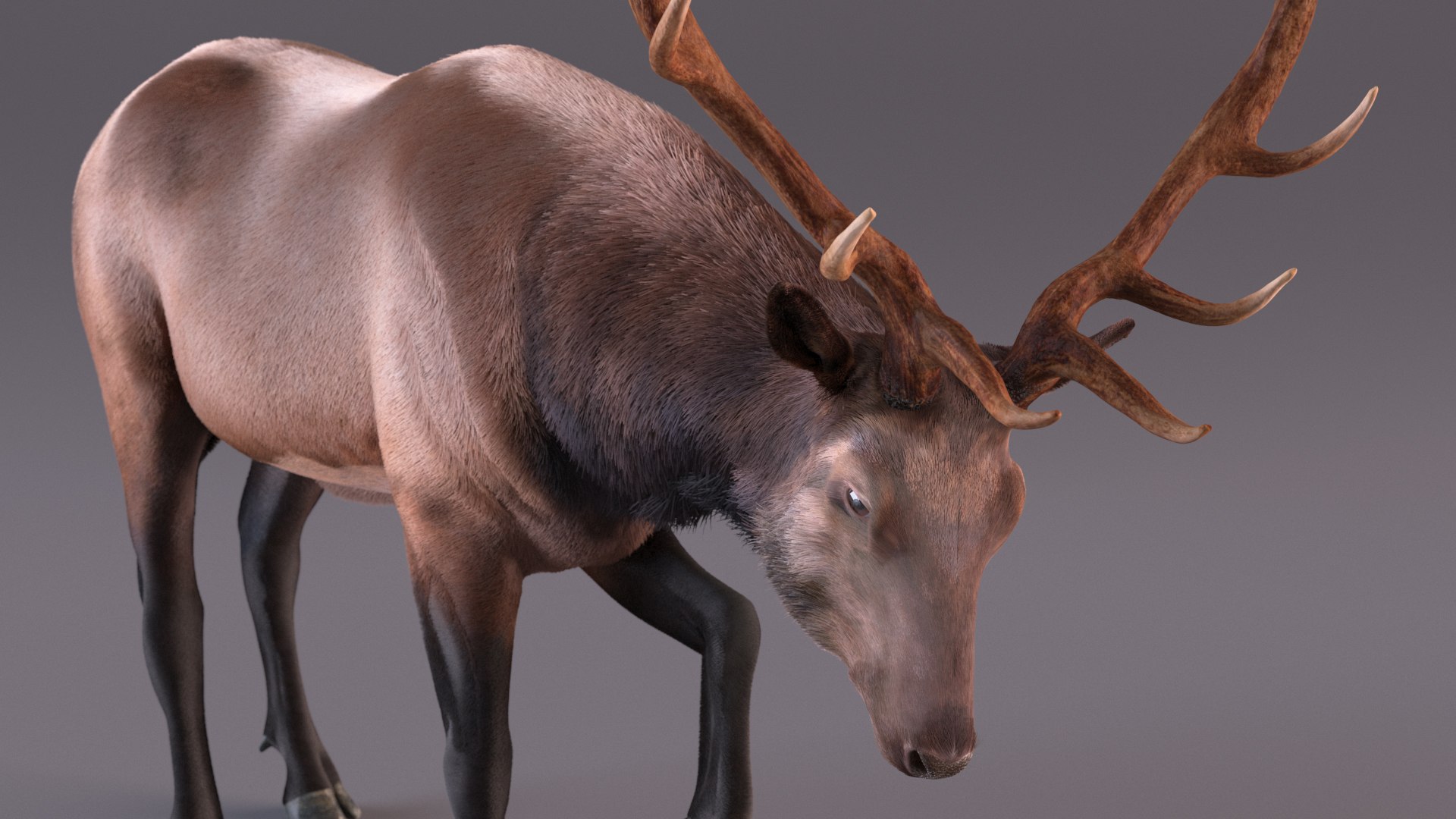 Realistic Elk Rigged With Fur 3D Model - TurboSquid 2263585