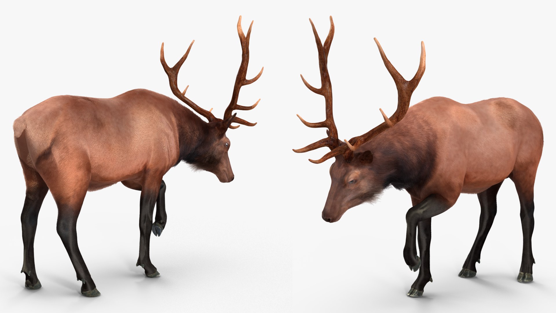 Realistic Elk Rigged With Fur 3D Model - TurboSquid 2263585