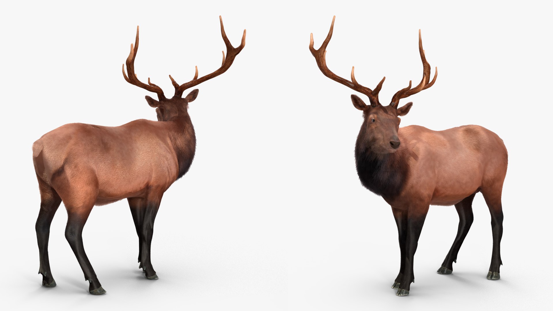Realistic Elk Rigged With Fur 3D Model - TurboSquid 2263585