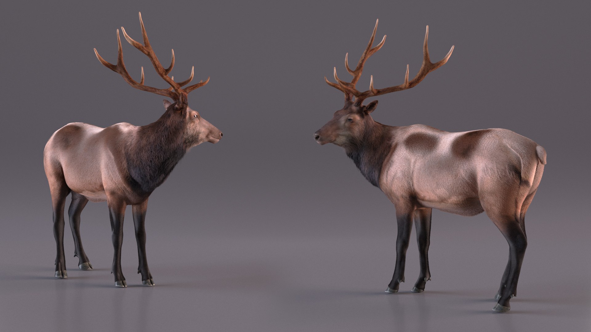 Realistic Elk Rigged With Fur 3D Model - TurboSquid 2263585
