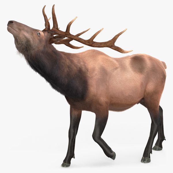 Free 3D Deer Models | TurboSquid
