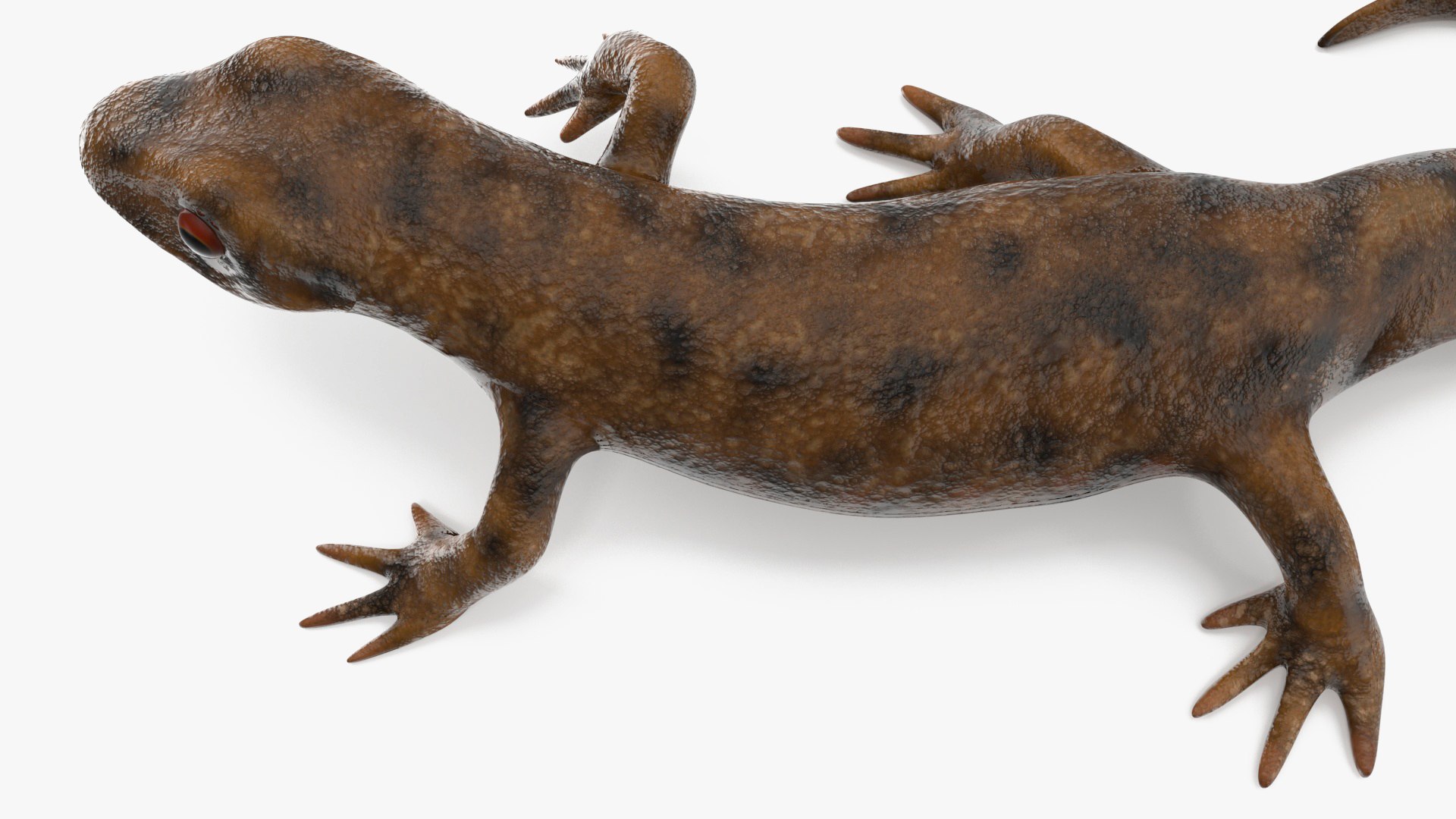 3D Spanish Ribbed Newt Crawling Pose Model - TurboSquid 2141150