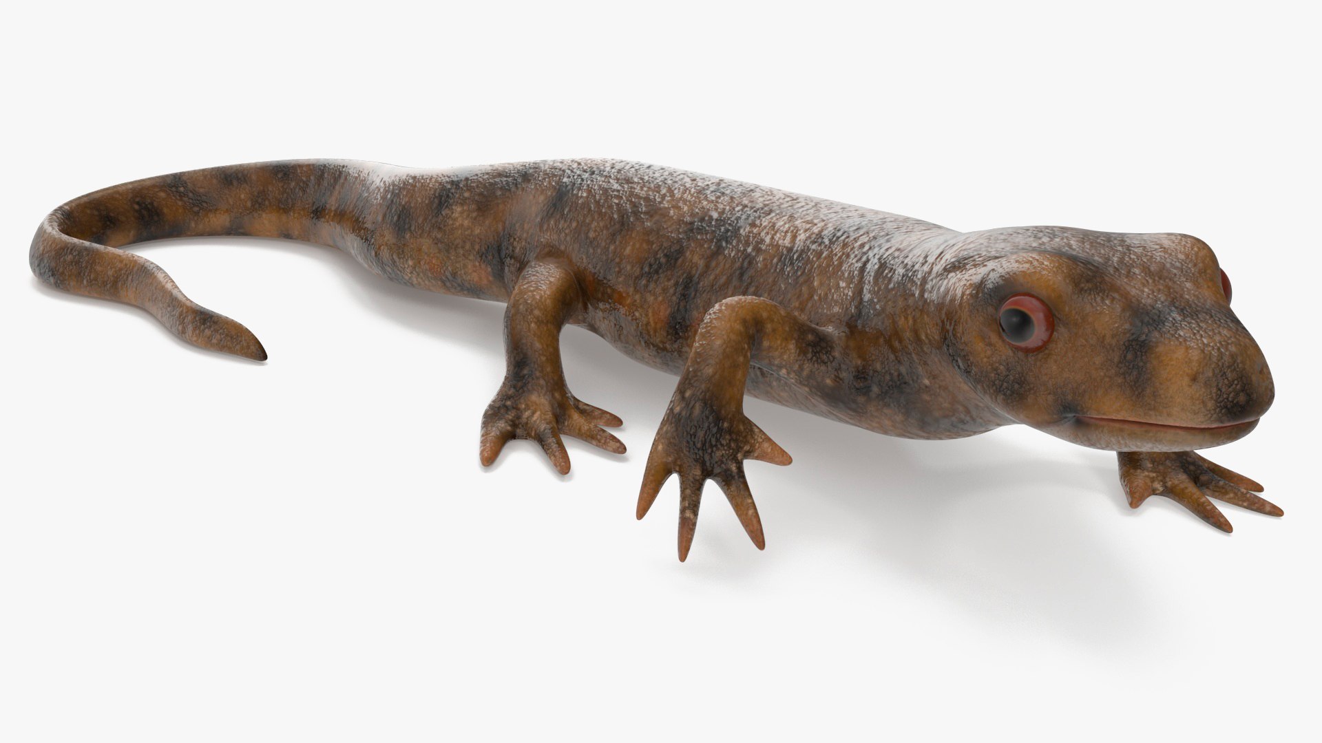 3D Spanish Ribbed Newt Crawling Pose model - TurboSquid 2141150