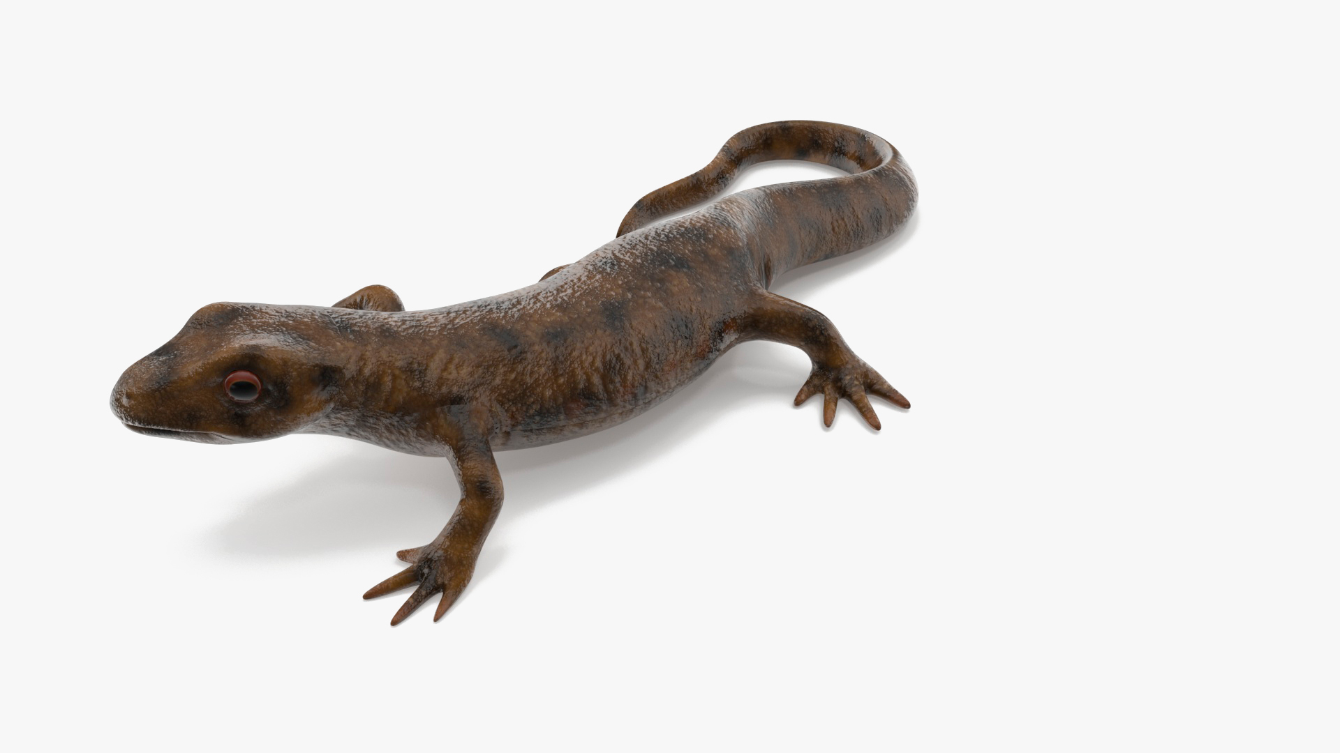 3D Spanish Ribbed Newt Crawling Pose Model - TurboSquid 2141150