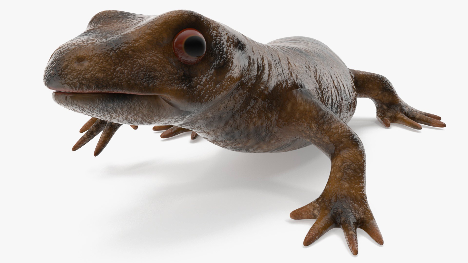 3D Spanish Ribbed Newt Crawling Pose Model - TurboSquid 2141150