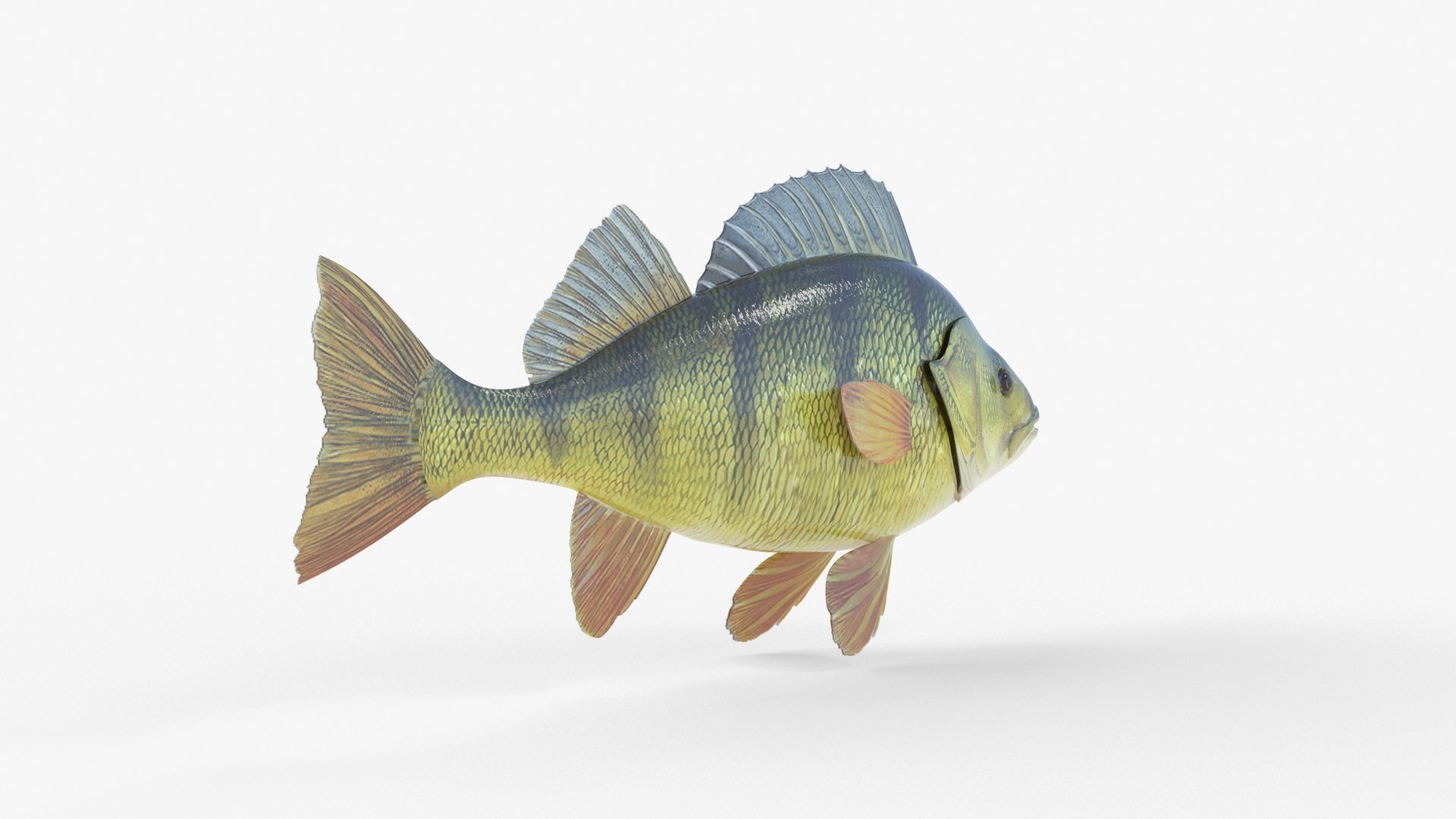 3D Perch Model - TurboSquid 1772745