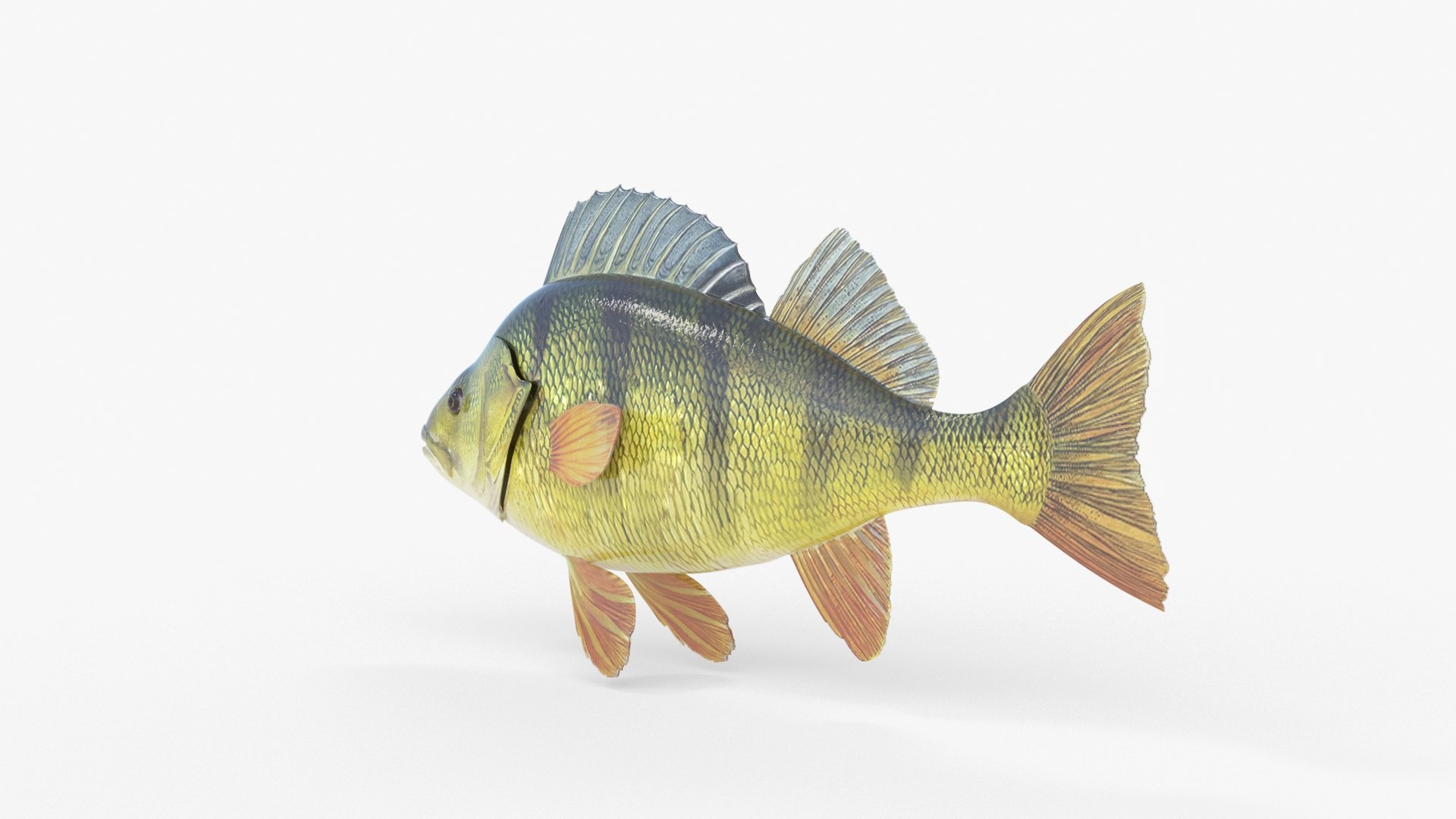 3D Perch Model - TurboSquid 1772745