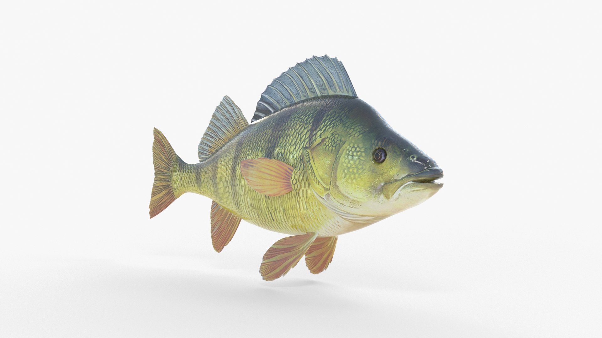 3D Perch Model - TurboSquid 1772745