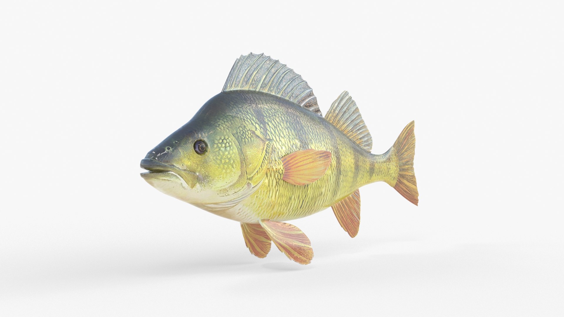 3D Perch Model - TurboSquid 1772745
