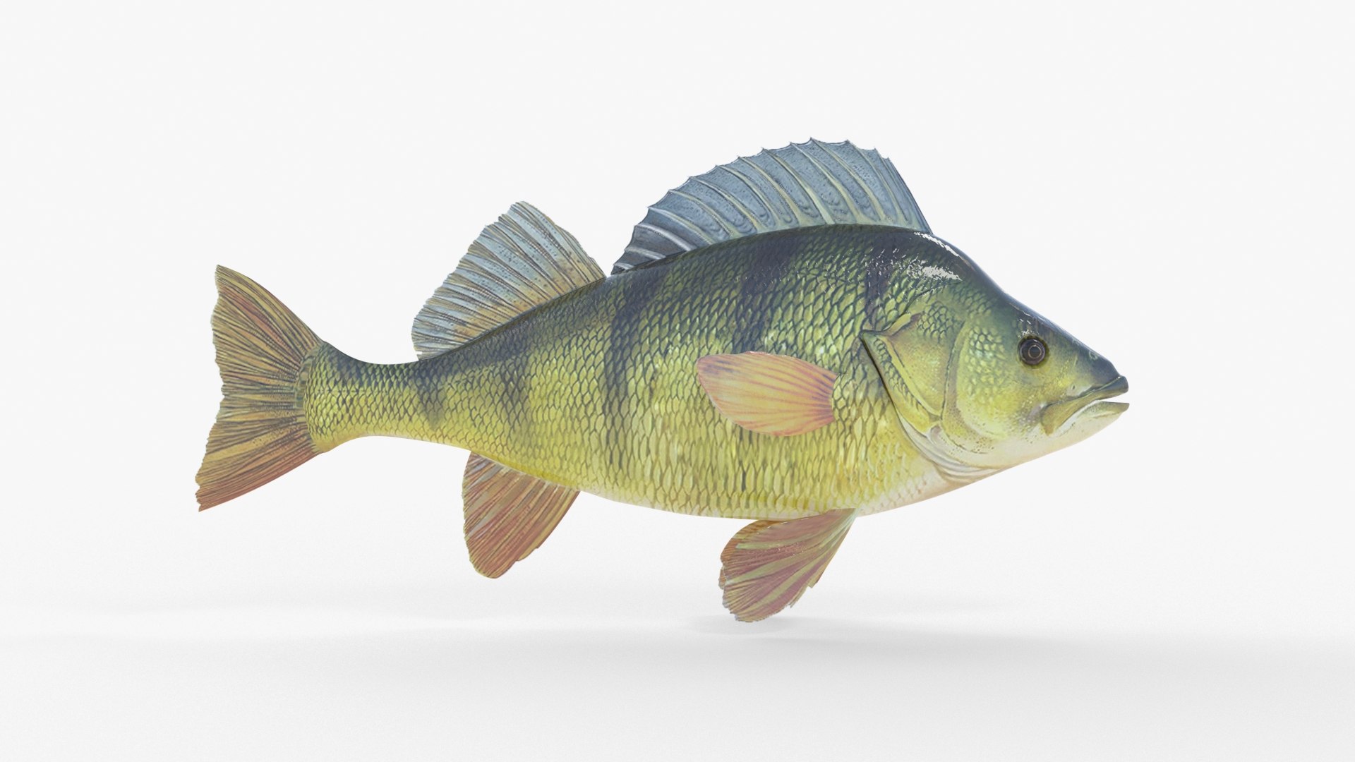 3D Perch Model - TurboSquid 1772745