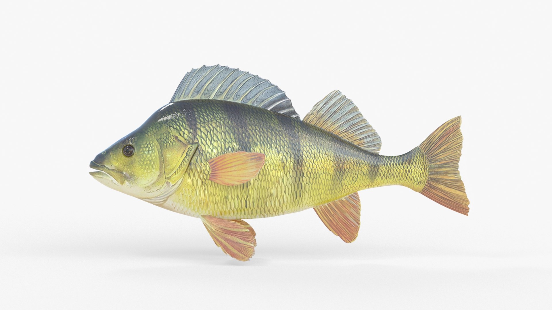 3D Perch Model - TurboSquid 1772745