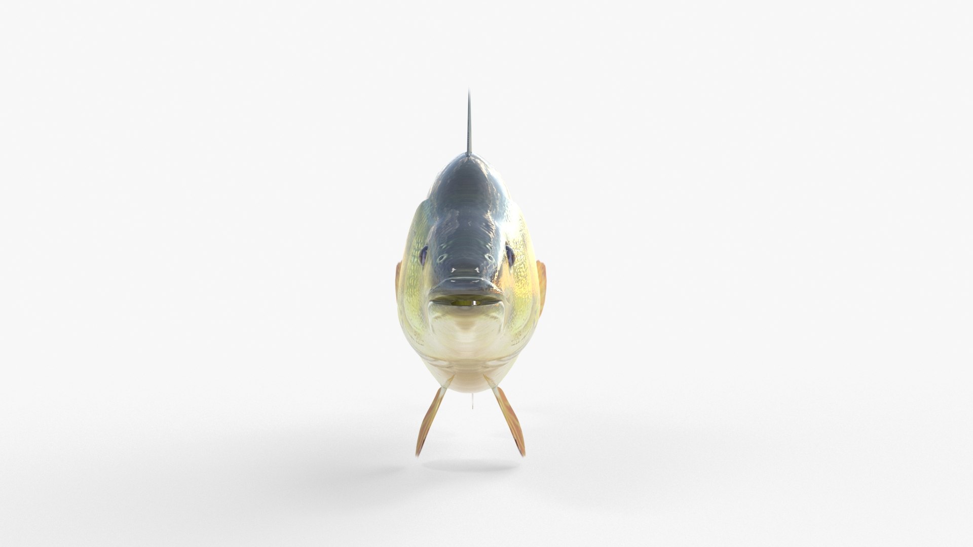 3D Perch Model - TurboSquid 1772745