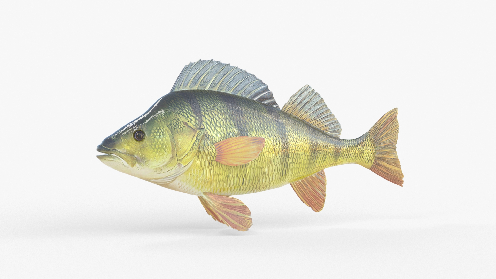 3D Perch Model - TurboSquid 1772745