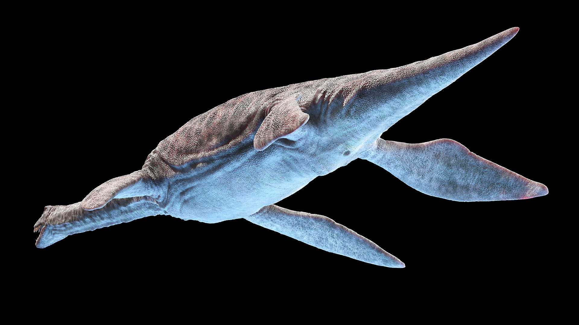 3D Plesiosaurus Model - TurboSquid 1630458