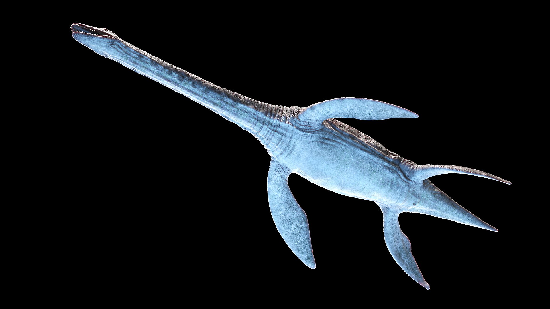 3D Plesiosaurus Model - TurboSquid 1630458