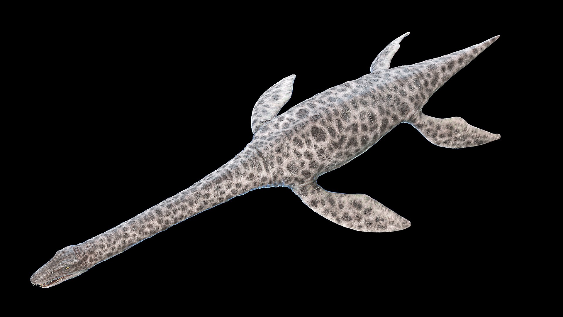 3D Plesiosaurus Model - TurboSquid 1630458