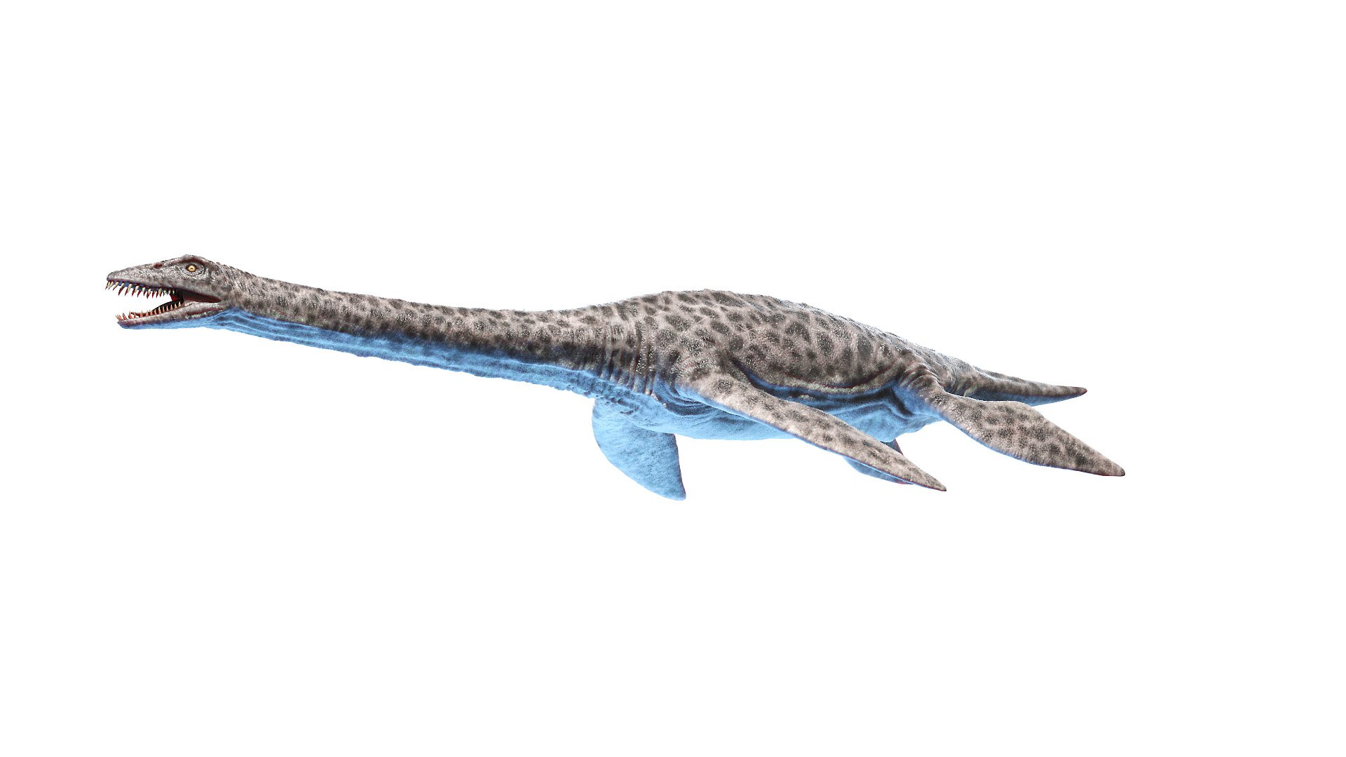 3D Plesiosaurus Model - TurboSquid 1630458